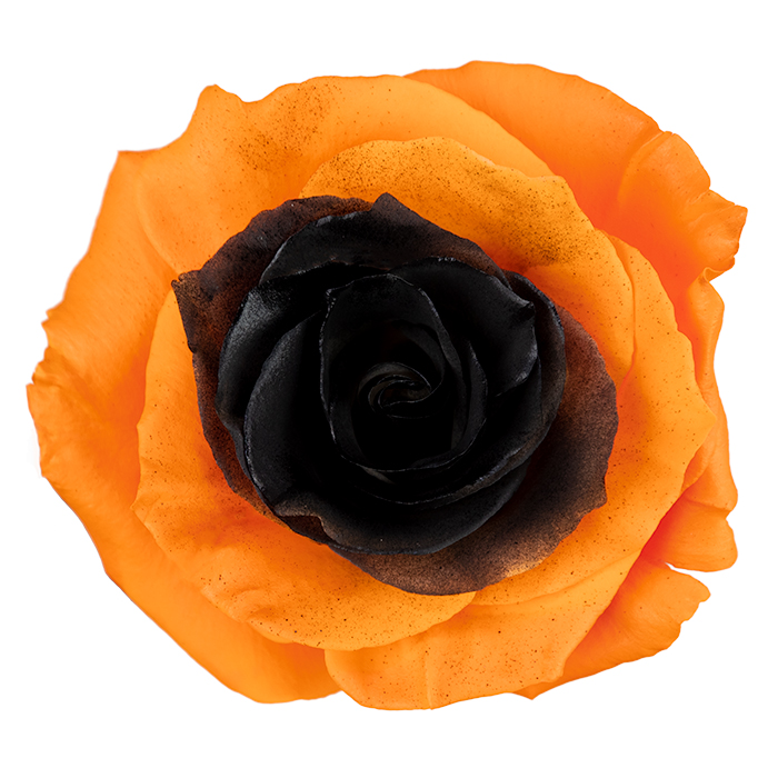 Eye Black - Mystic Flowers