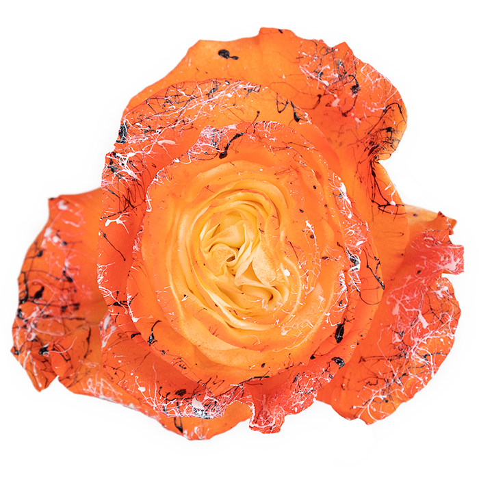 Orange Splash - Mystic Flowers