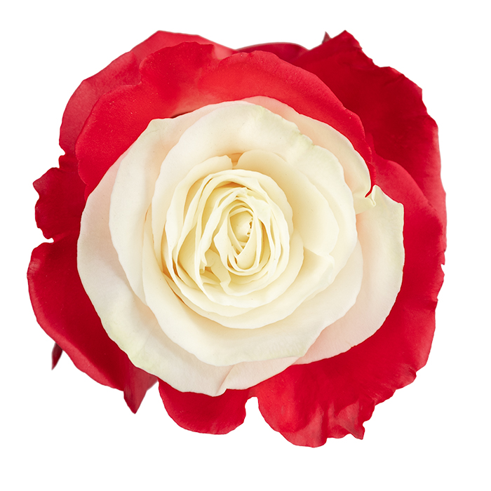 Eye Red - Mystic Flowers