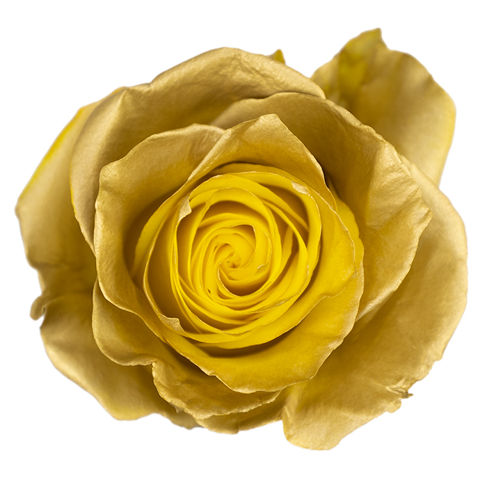 Golden Lux - Mystic Flowers