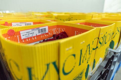 Mystic Roses: A Signature of Excellence - Mystic Flowers