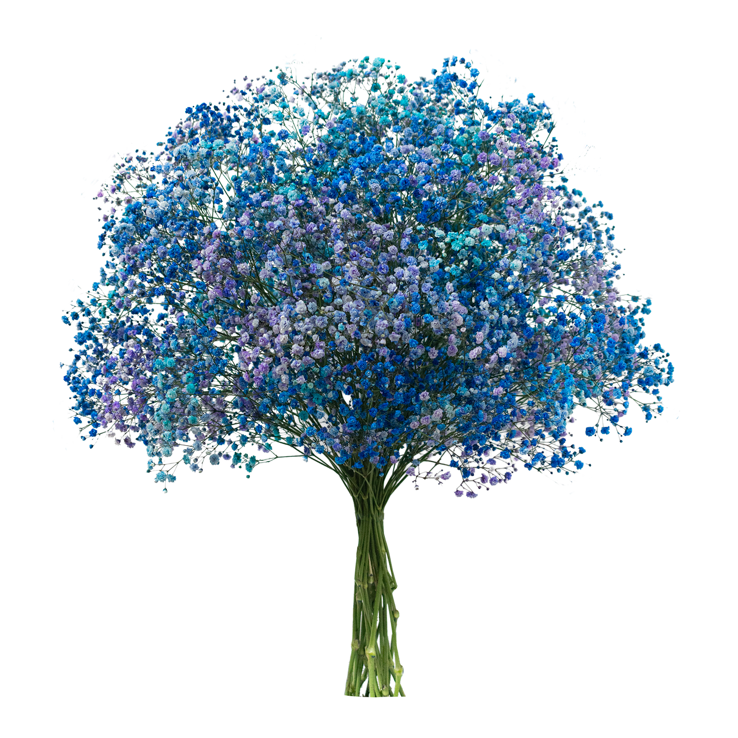 Gypsophila XLence® Tinted Winter Frost Blossom - Mystic Flowers